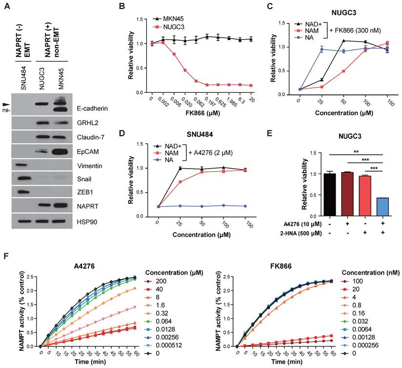 Discovery of a novel NAMPT inhibitor that selectively targets NAPRT ...
