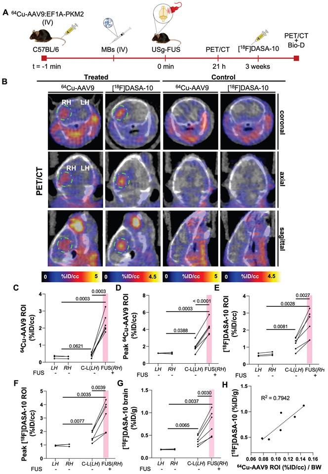 PET imaging of focused-ultrasound enhanced delivery of AAVs into the ...