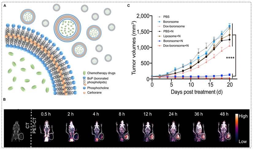 The role of radiolabeling in BNCT tracers for enhanced dosimetry and ...