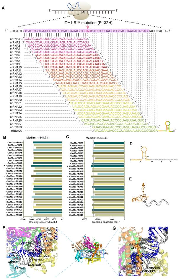 Universal theranostic CRISPR/Cas13a RNA-editing system for glioma