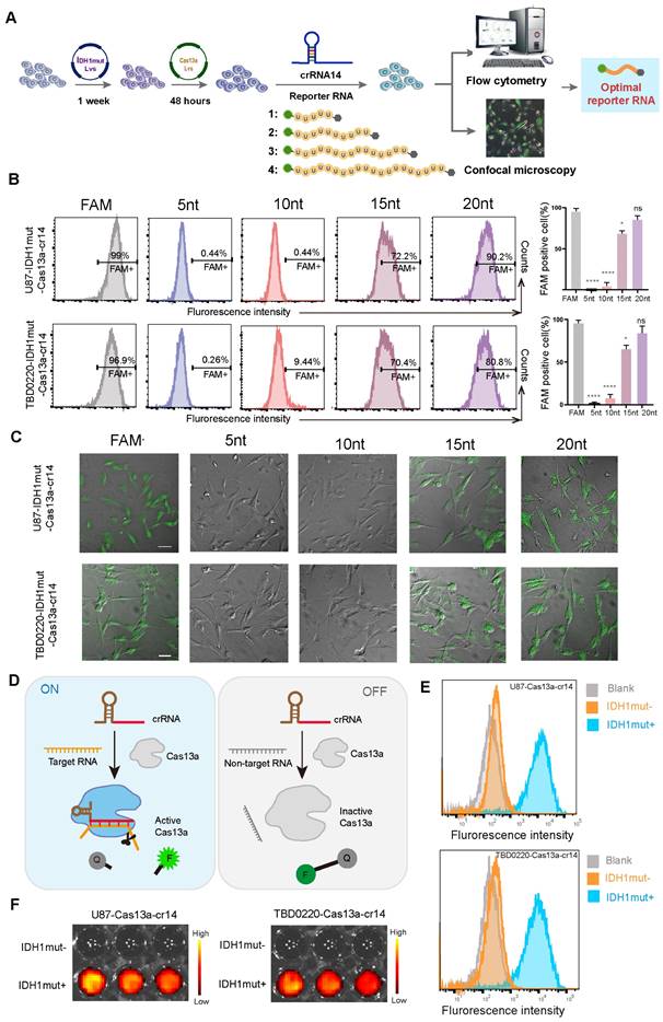 Universal theranostic CRISPR/Cas13a RNA-editing system for glioma