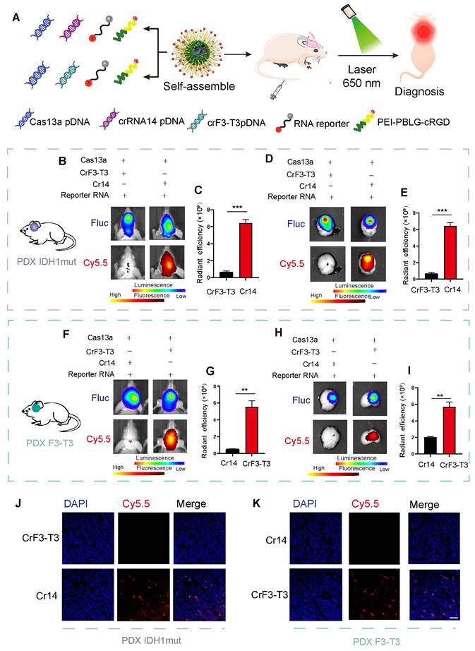 Universal theranostic CRISPR/Cas13a RNA-editing system for glioma