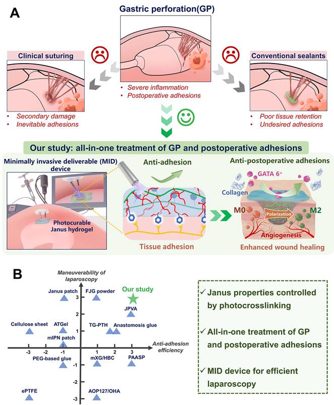 Photocurable injectable Janus hydrogel with minimally invasive delivery ...
