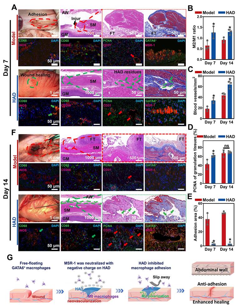 Photocurable injectable Janus hydrogel with minimally invasive delivery ...
