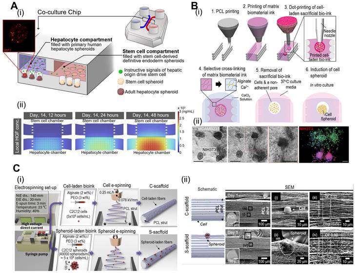 Tumor-on-a-chip models combined with mini-tissues or organoids for ...