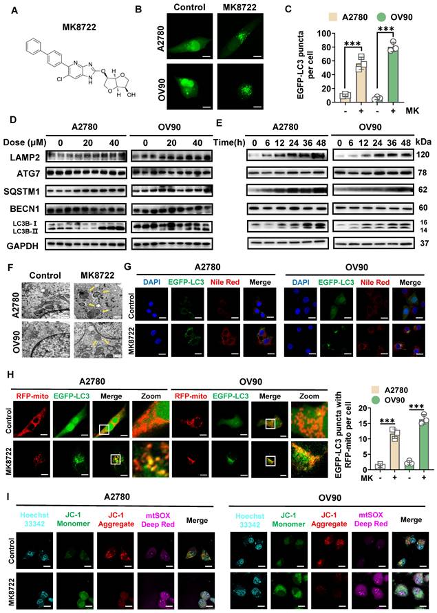 MK8722 initiates early-stage autophagy while inhibiting late-stage ...