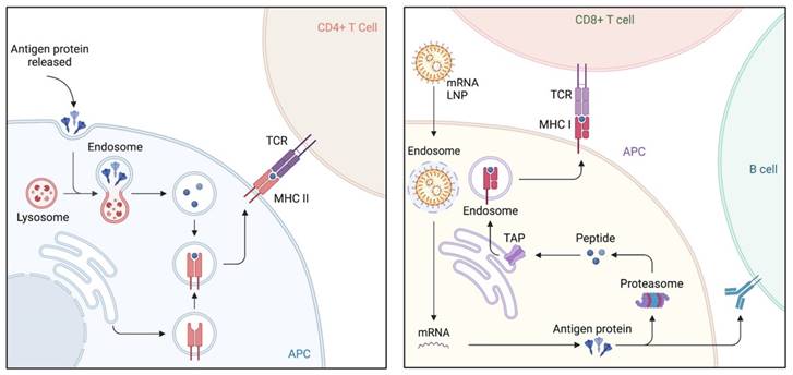 Path towards mRNA delivery for cancer immunotherapy from bench to bedside