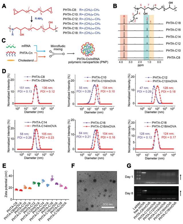 Path towards mRNA delivery for cancer immunotherapy from bench to bedside