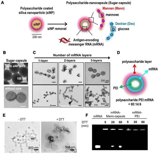 Path towards mRNA delivery for cancer immunotherapy from bench to bedside