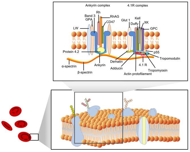 Red blood cells in biology and translational medicine: natural vehicle ...
