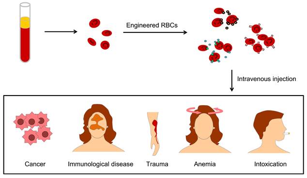 Red blood cells in biology and translational medicine: natural vehicle ...