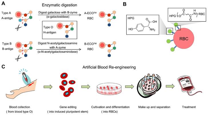Red blood cells in biology and translational medicine: natural vehicle ...