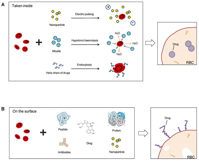 Red blood cells in biology and translational medicine: natural vehicle ...