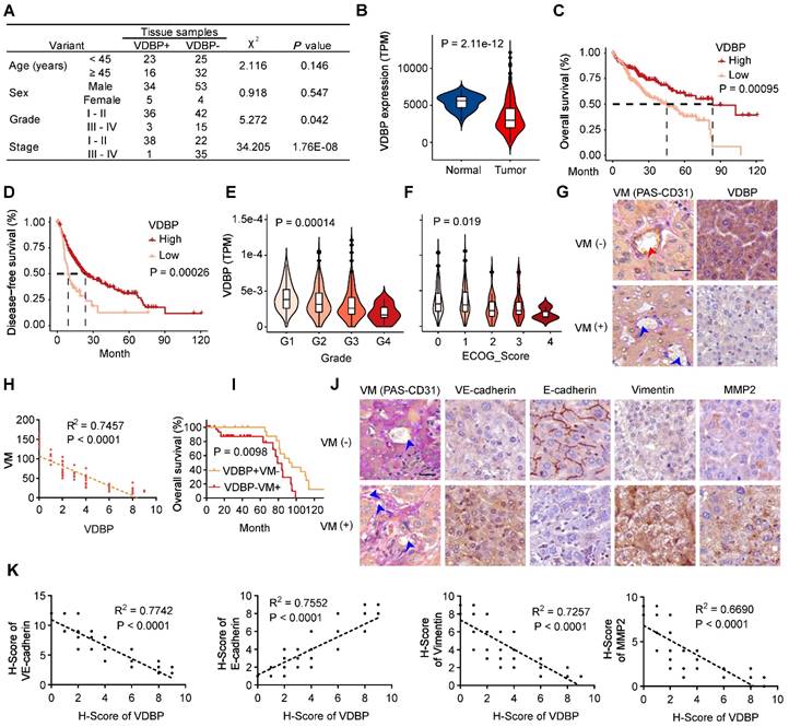 Vitamin D binding protein (VDBP) hijacks twist1 to inhibit vasculogenic ...