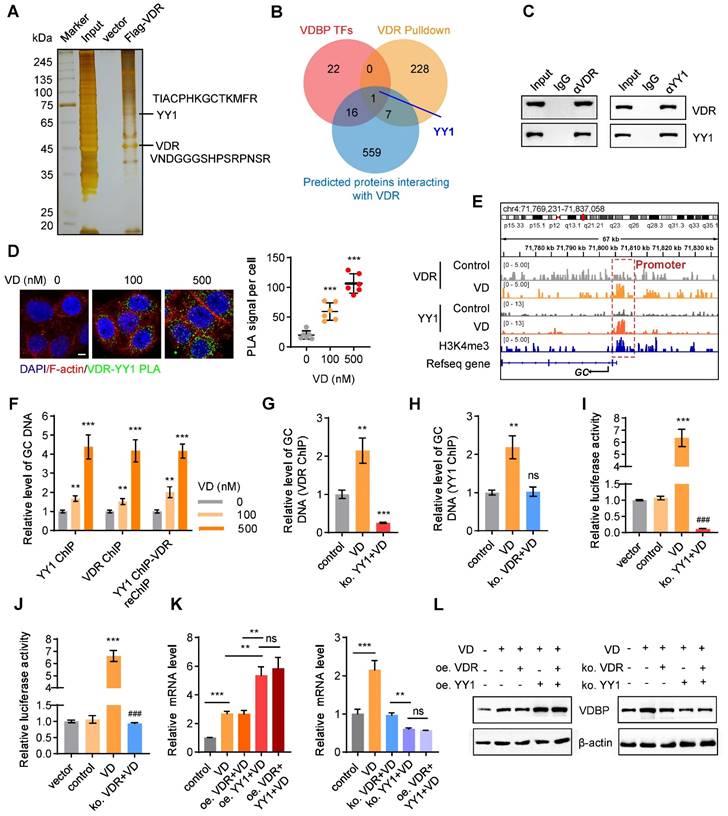 Vitamin D binding protein (VDBP) hijacks twist1 to inhibit vasculogenic ...