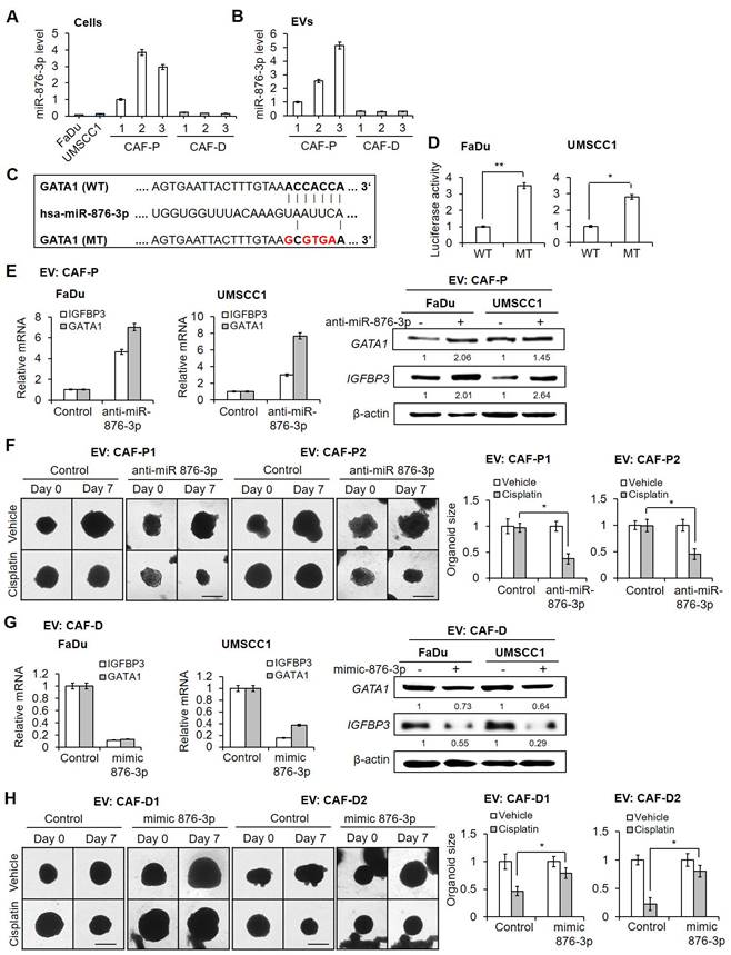 Differential effect of cancer-associated fibroblast-derived ...