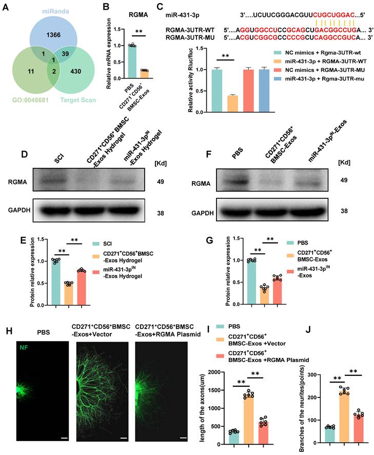 Exosomes derived from CD271+CD56+ bone marrow mesenchymal stem cell ...
