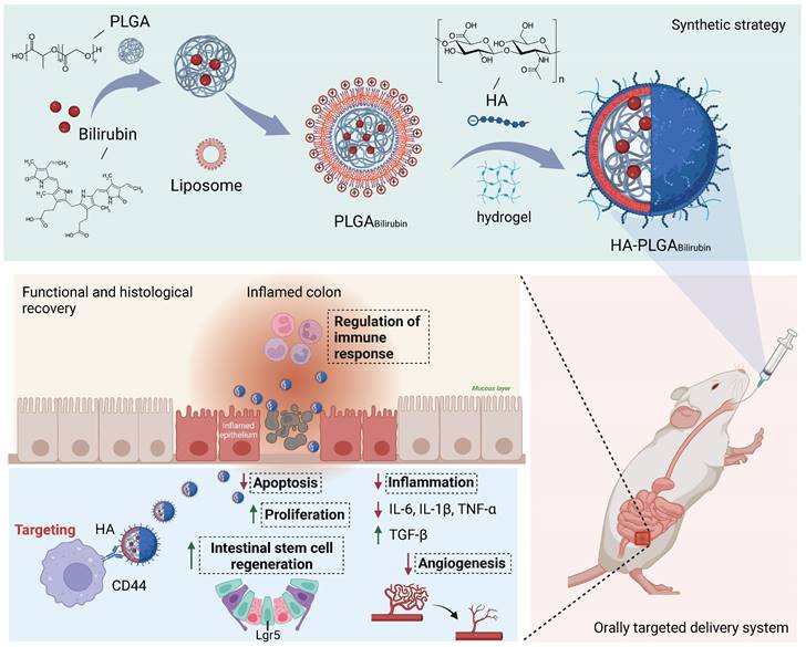 Targeted modulation of intestinal epithelial regeneration and immune ...