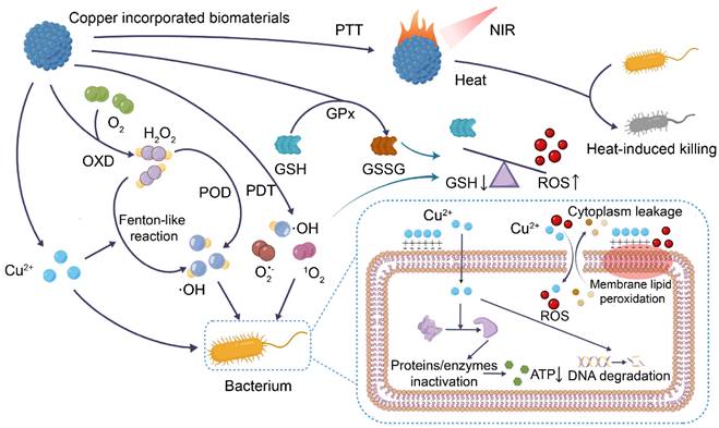 Copper incorporated biomaterial-based technologies for multifunctional ...