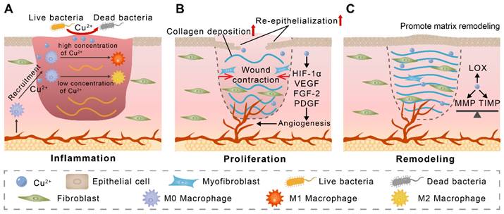 Copper incorporated biomaterial-based technologies for multifunctional ...
