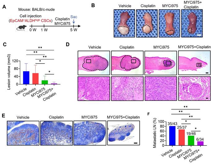 Pharmacological inhibition of MYC to mitigate chemoresistance in ...