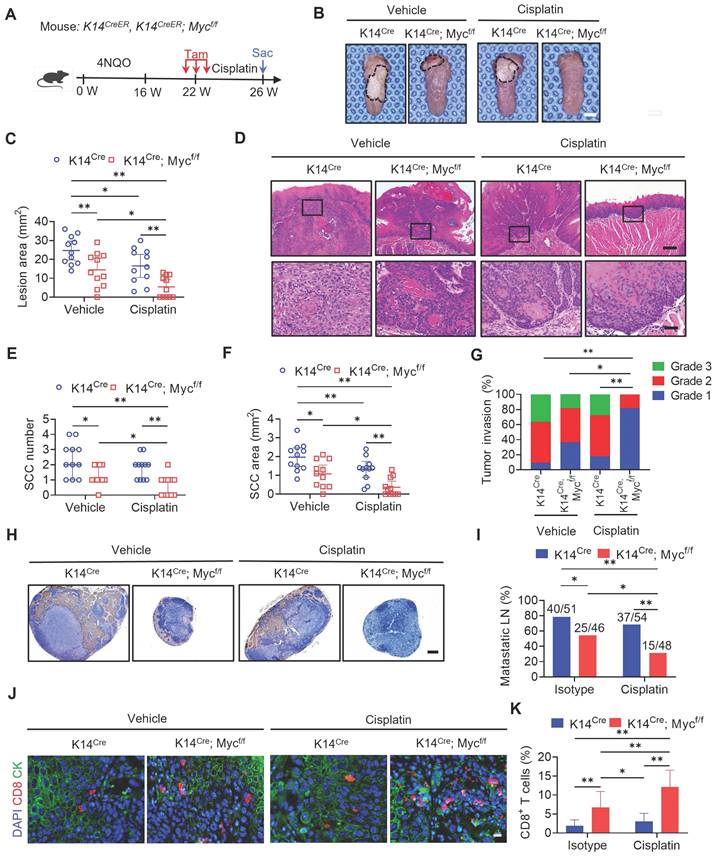Pharmacological inhibition of MYC to mitigate chemoresistance in ...