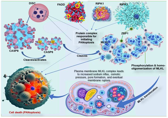 Current evidence and therapeutic implication of PANoptosis in cancer
