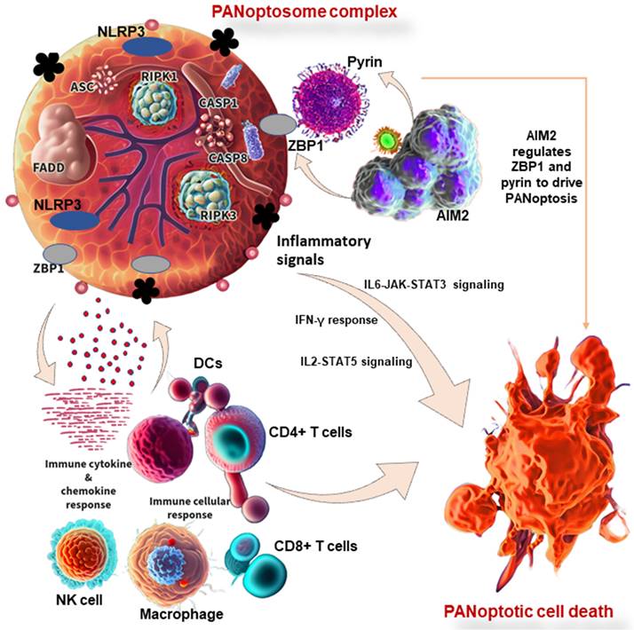 Current evidence and therapeutic implication of PANoptosis in cancer
