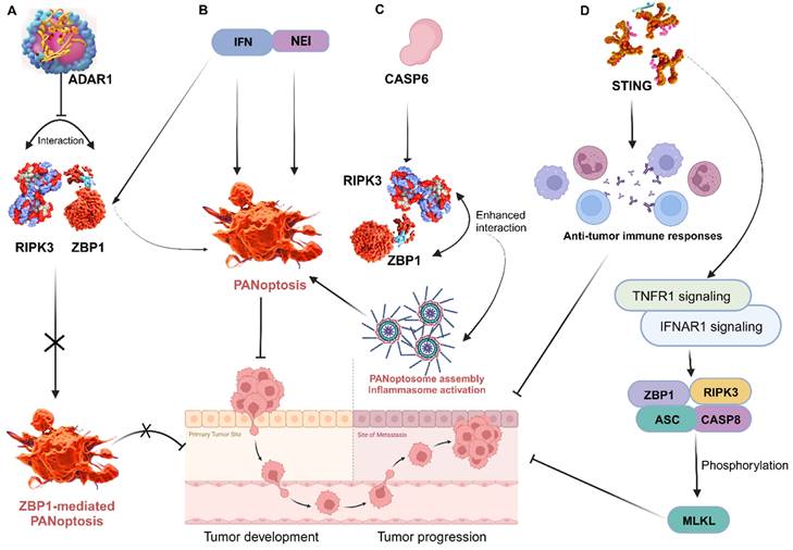 Current evidence and therapeutic implication of PANoptosis in cancer