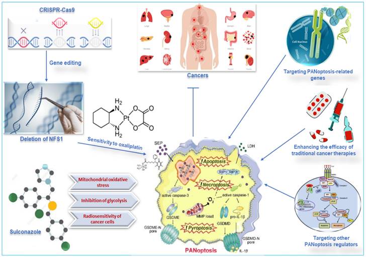 Current evidence and therapeutic implication of PANoptosis in cancer