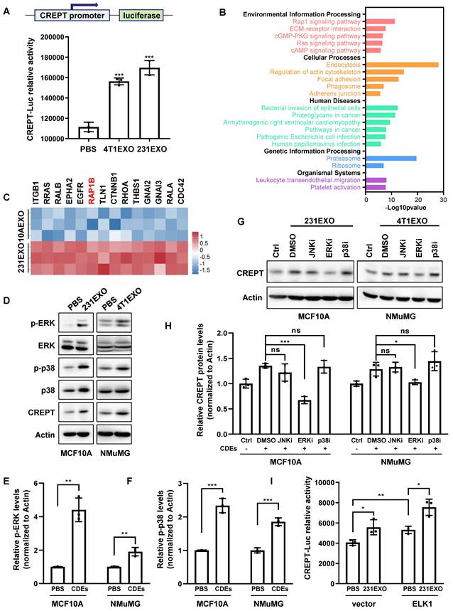 Microenvironment-induced CREPT expression by cancer-derived small ...