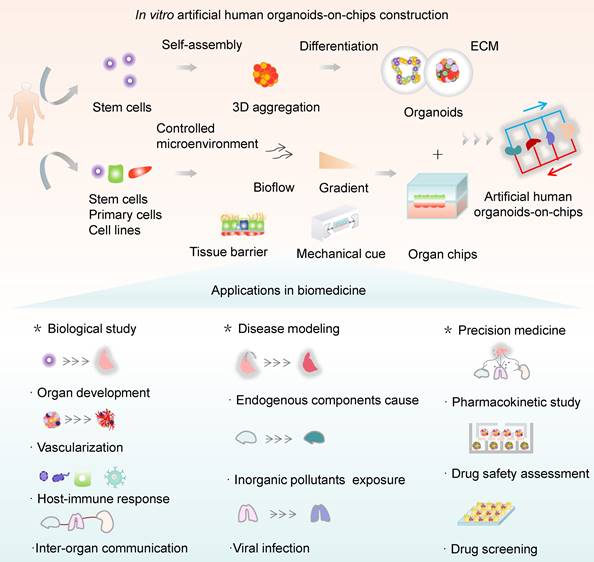 Human organoids-on-chips for biomedical research and applications