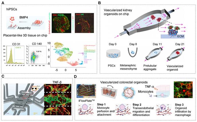Human organoids-on-chips for biomedical research and applications