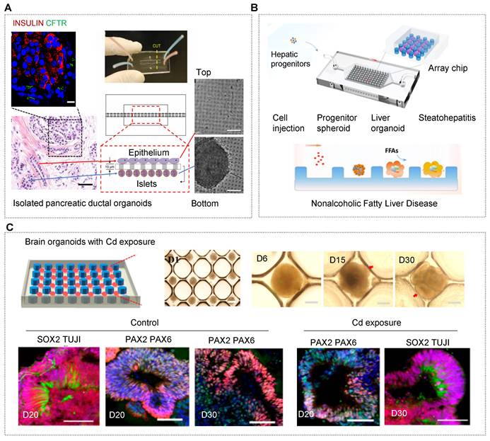 Human organoids-on-chips for biomedical research and applications