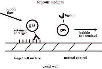 Applications of Magnetic Microbubbles for Theranostics