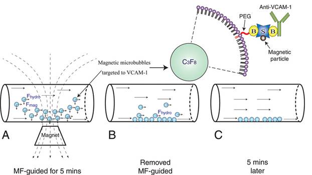 Applications of Magnetic Microbubbles for Theranostics
