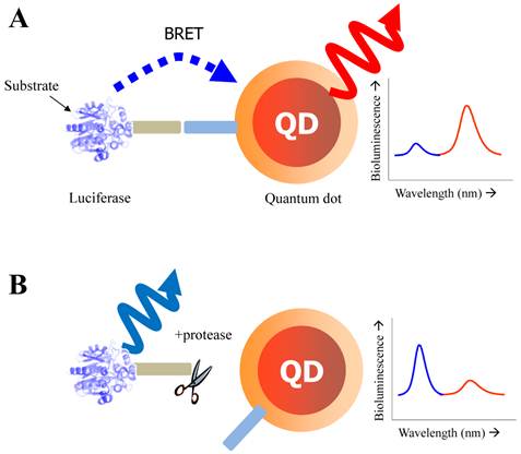 Analysis of Protease Activity Using Quantum Dots and Resonance Energy ...