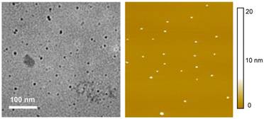 Competitive Performance of Carbon “Quantum” Dots in Optical Bioimaging