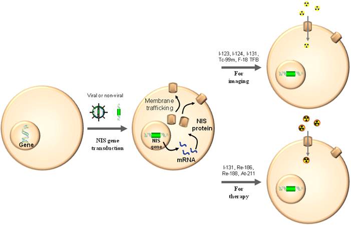 Sodium Iodide Symporter for Nuclear Molecular Imaging and Gene Therapy ...