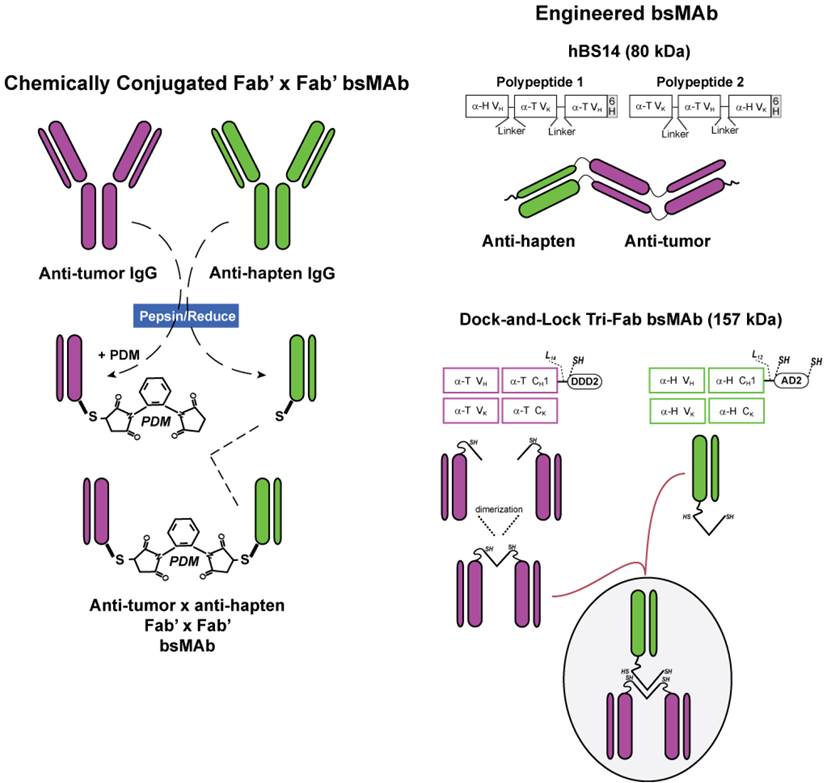 Pretargeted Molecular Imaging and Radioimmunotherapy