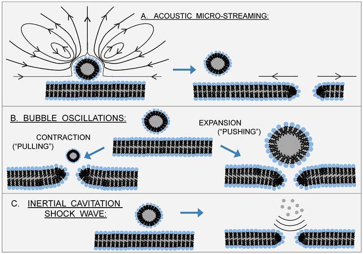 Bursting Bubbles and Bilayers