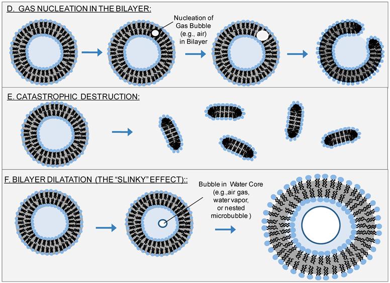 Bursting Bubbles and Bilayers