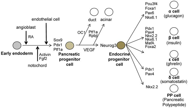 The Role of CXCL12-CXCR4 Signaling Pathway in Pancreatic Development
