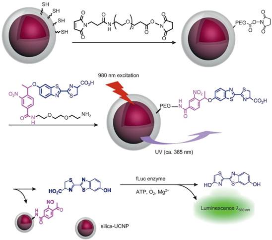 Upconversion Nanoparticles for Photodynamic Therapy and Other Cancer ...