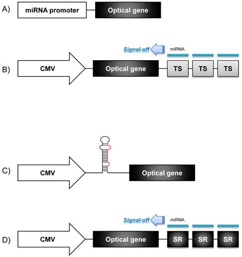 In vivo Monitoring of microRNA Biogenesis Using Reporter Gene Imaging