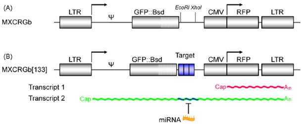 In vivo Monitoring of microRNA Biogenesis Using Reporter Gene Imaging