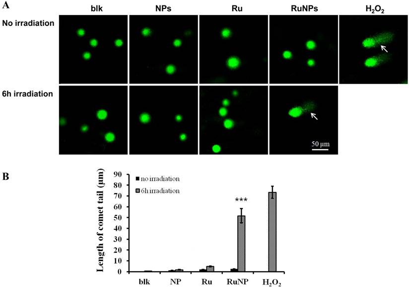 Photosensitive Fluorescent Dye Contributes to Phototoxicity and ...
