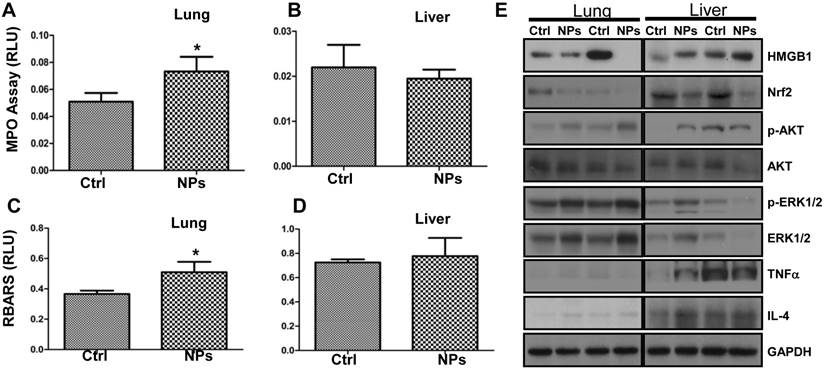 Photosensitive Fluorescent Dye Contributes to Phototoxicity and ...