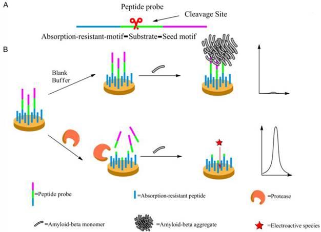 A New Method to Assay Protease Based on Amyloid Misfolding: Application ...