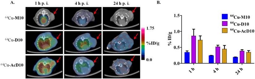 Dimerization of a Phage-Display Selected Peptide for Imaging of αvβ6 ...